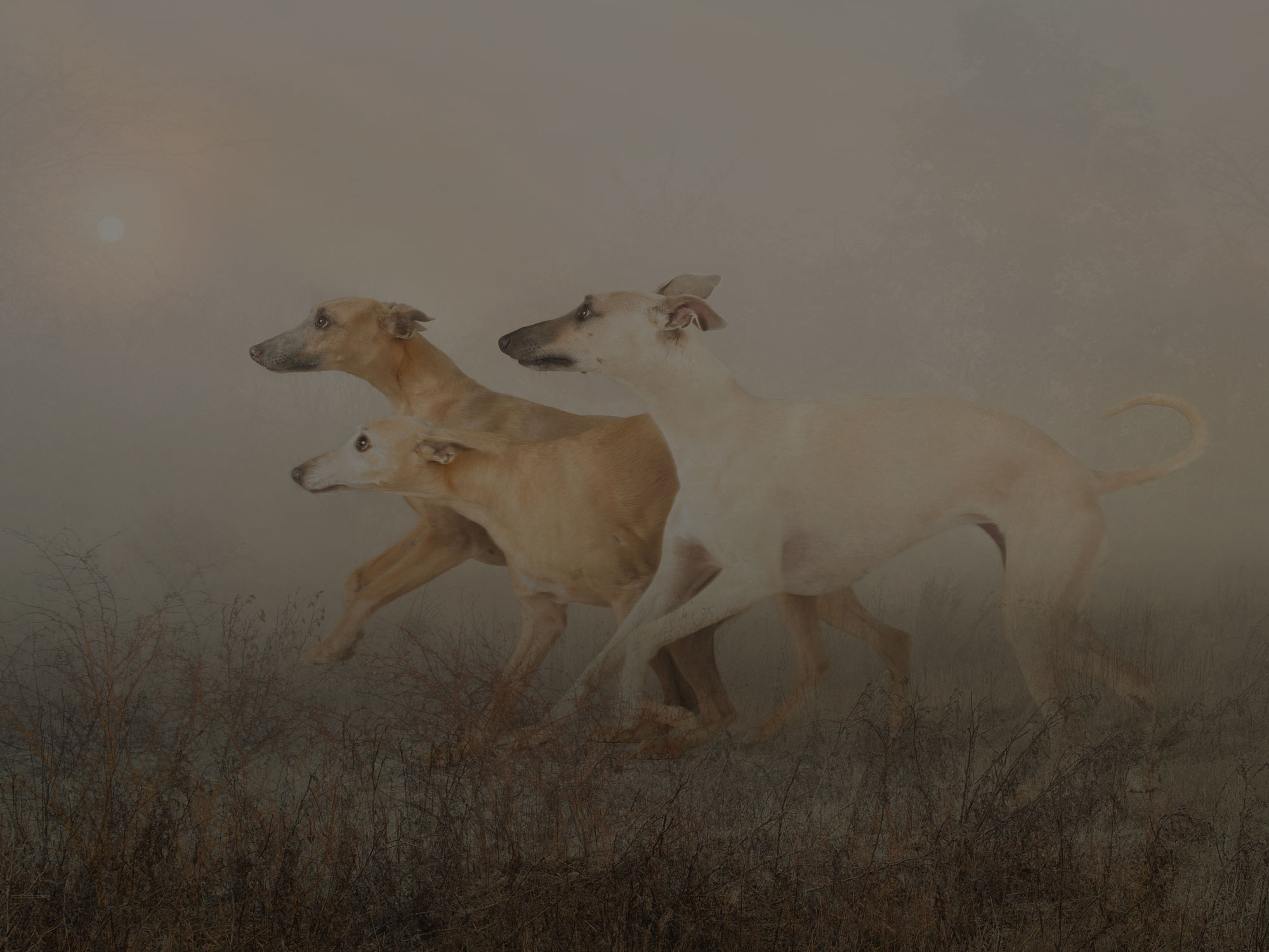 Port Meadow Dogs | Rory Carnegie